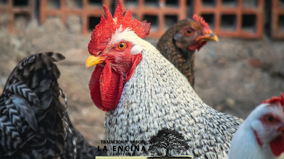 🍗Experimenta La Frescura Y Jugosidad De Nuestros Cortes De Pollo De ...